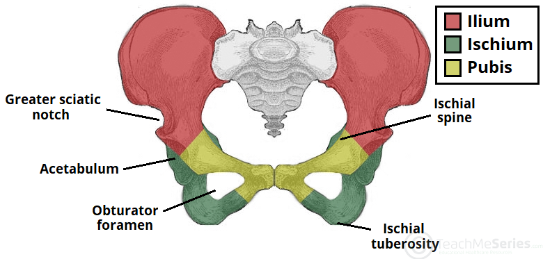 pelve-ilio-isquio-e-pubis - Anatomia Clínica