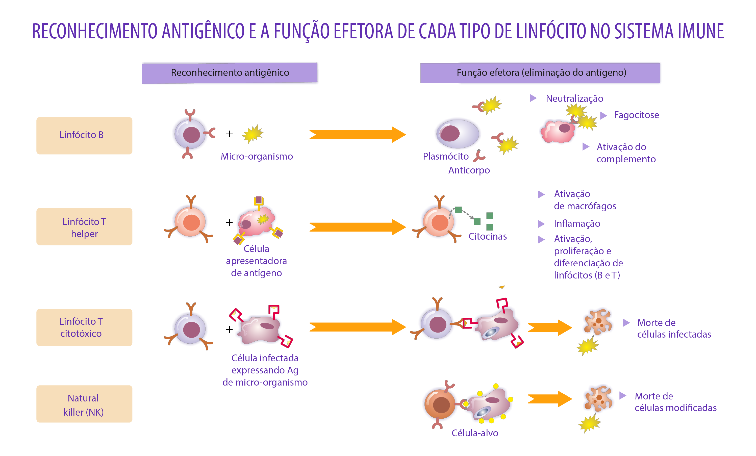 infográfico sistema imune - Imunologia