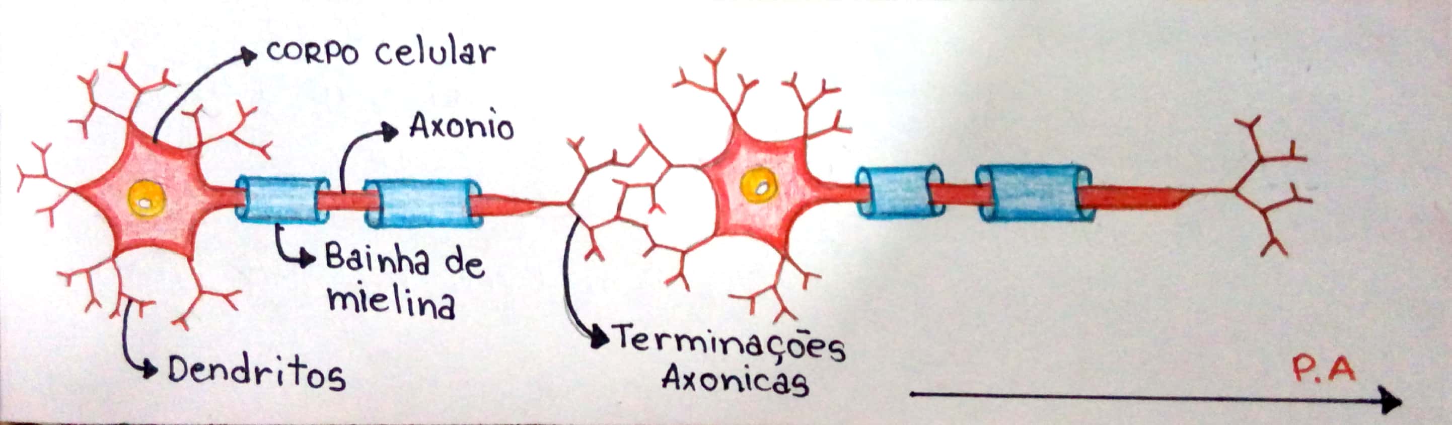 axonio - Fisiologia Humana Integrada