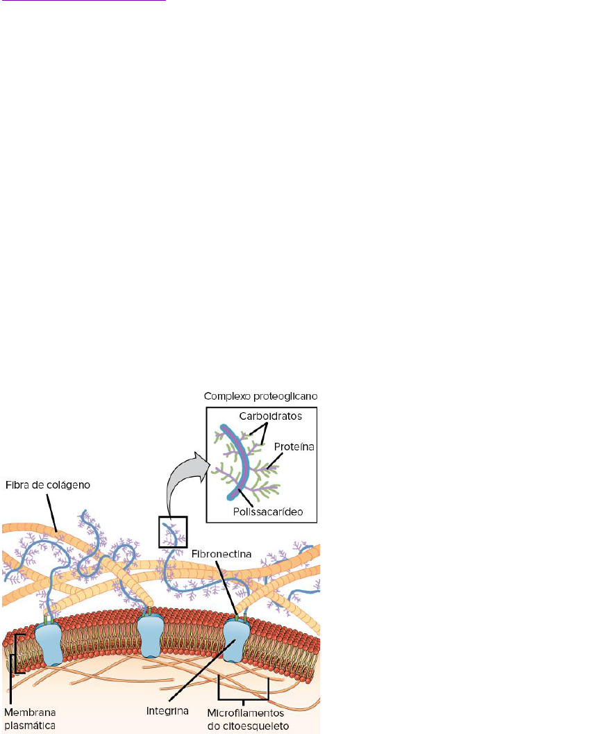 A matriz extracelular e a parede celular - Biologia Celular