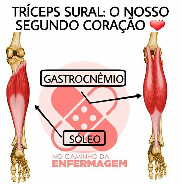 Tríceps sural : nosso segundo coração - Anatomia Humana I