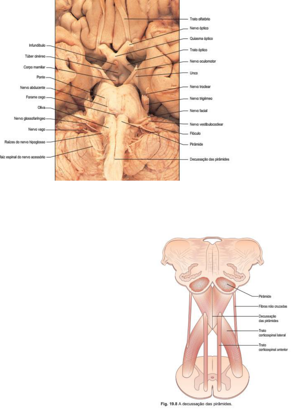 ANATOMIA DO TRONCO ENCEFÁLICO - Anatomia I