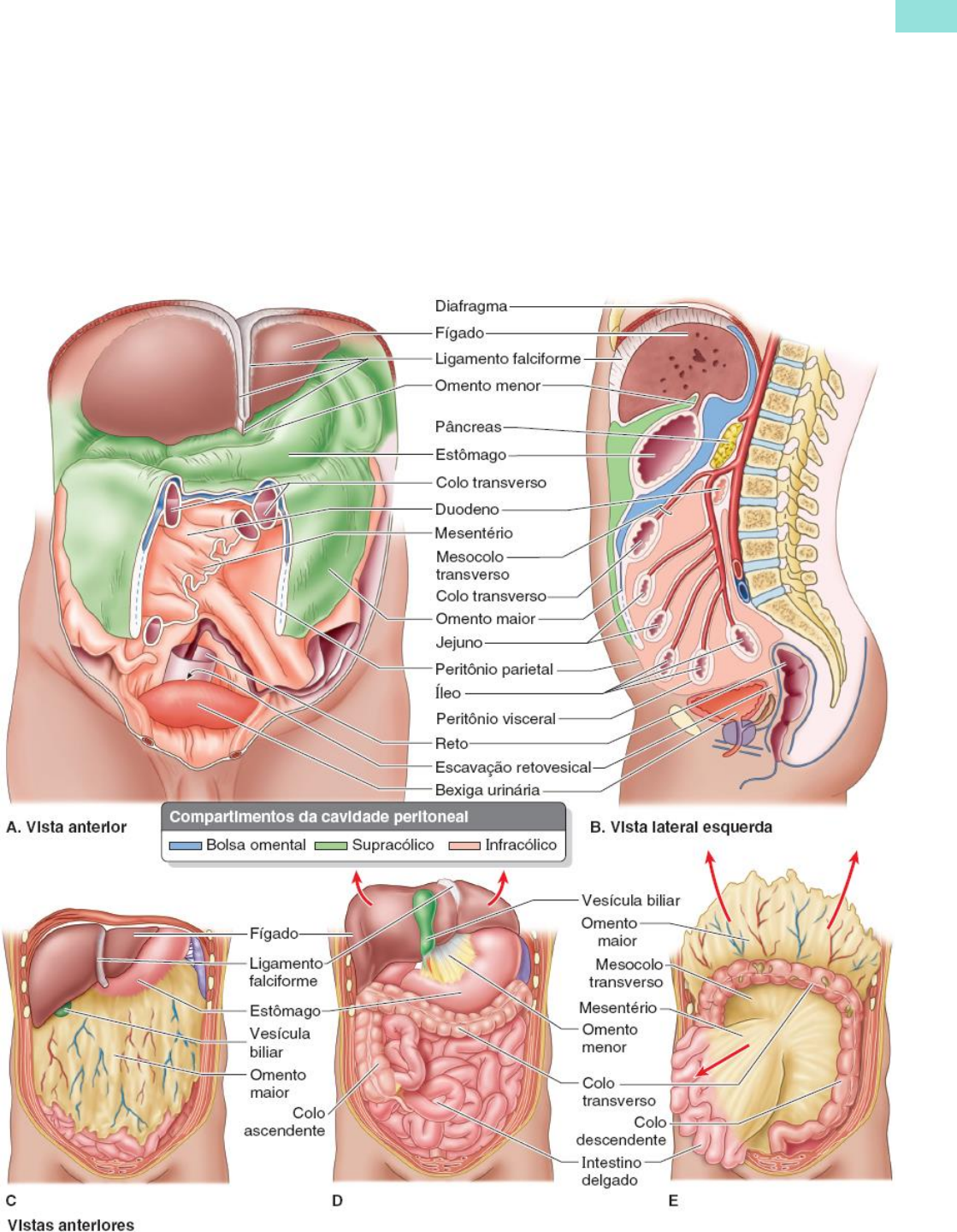 Saco Peritoneal Maior Peritoneu: Anatomia | Concise Medical Knowledge
