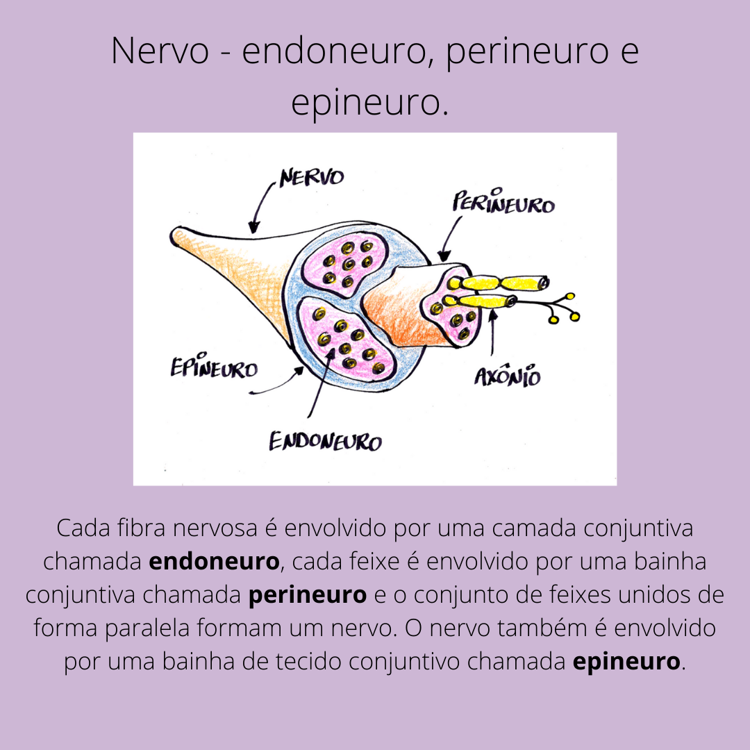 Nervo endoneuro, perineuro e epineuro. - Um breve resumo - Sistema Nervoso