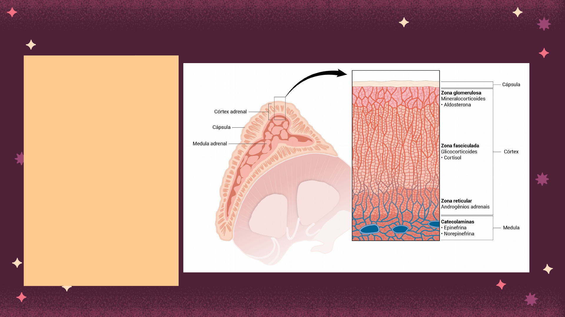 Camadas Do Cortex Adrenal Adrenal Cortex An Overview | ScienceDirect