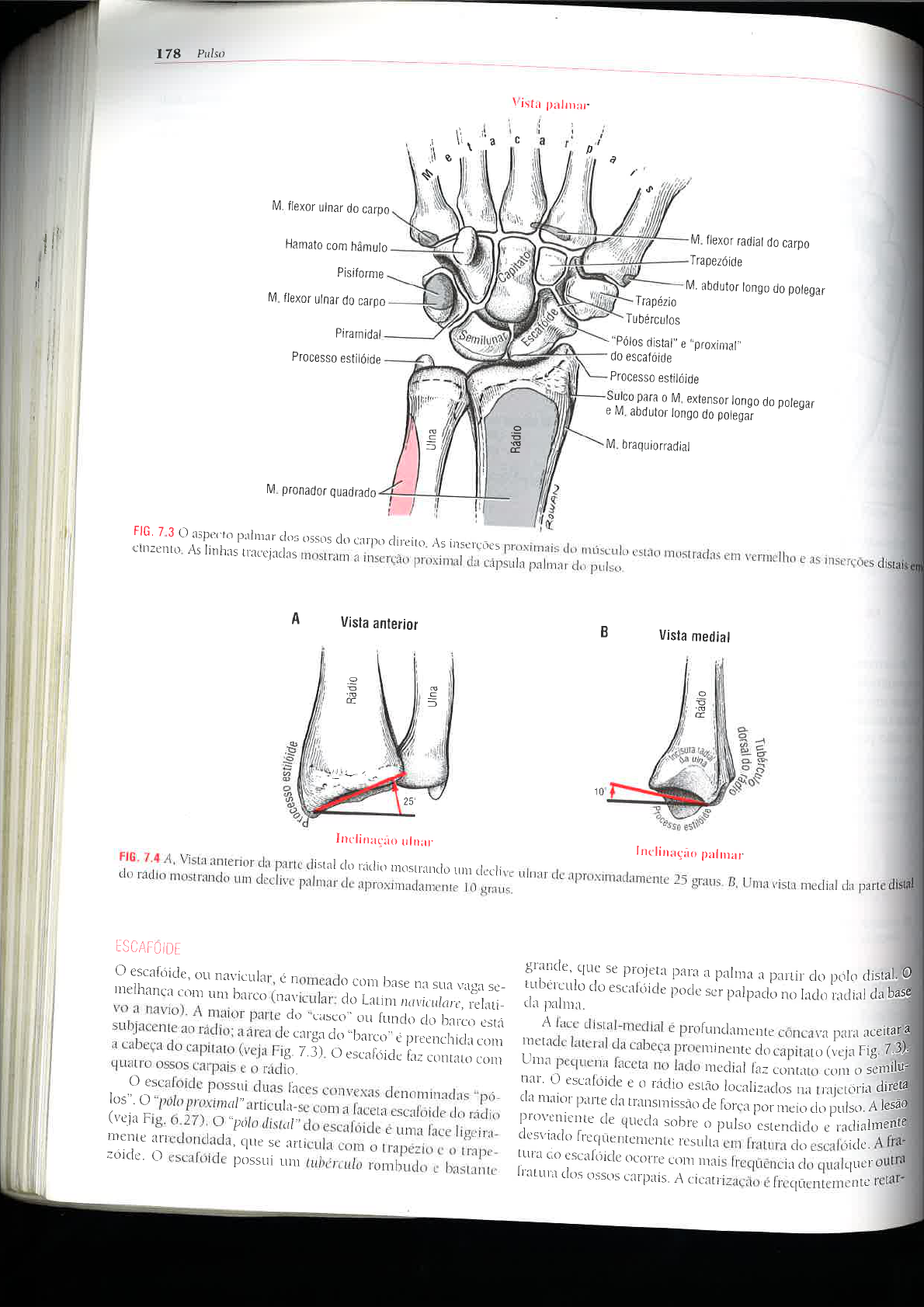 Biomecanica do pulso - Cinesio