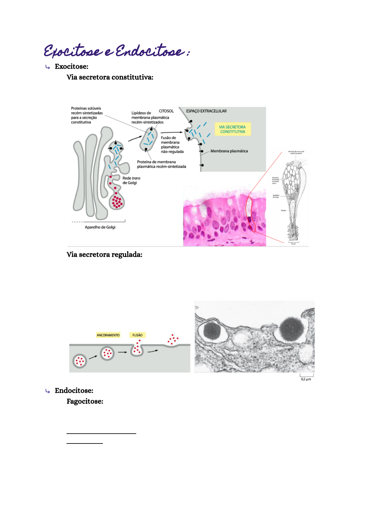 Etapas De Endocitose Vírus E Retrovírus
