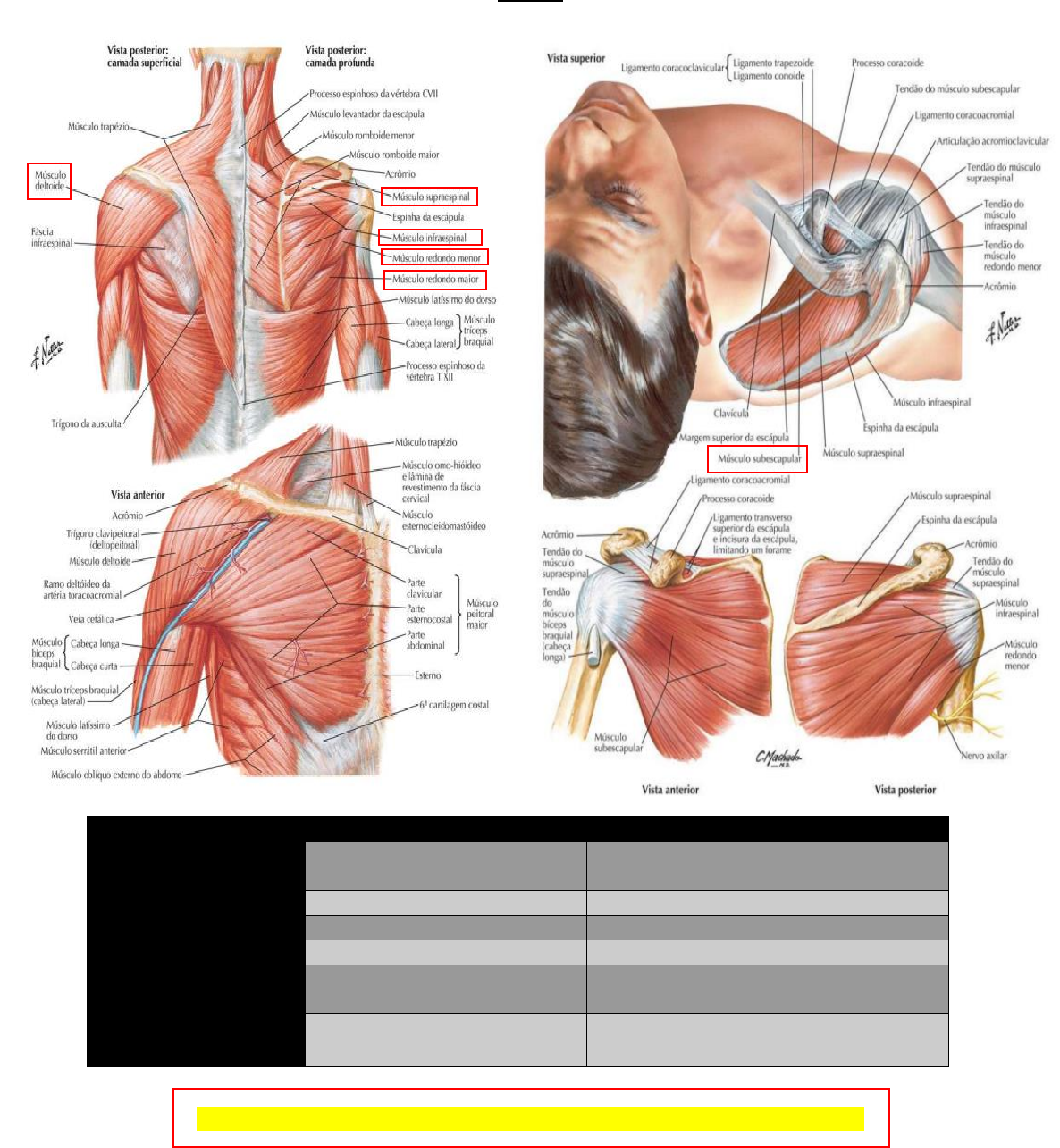 Diagrama Muscular Do Membro Superior