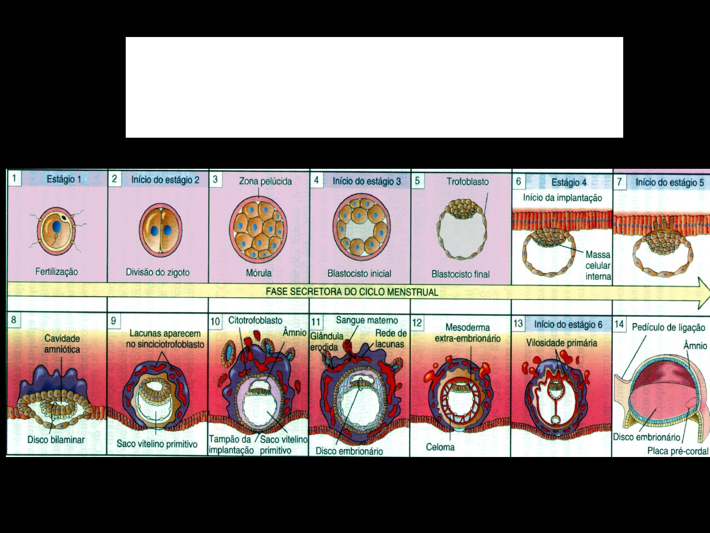 Embrio Desenvolvimento Embrionrio Embriologia Infoescola
