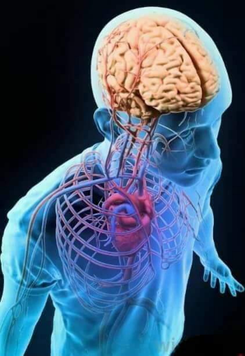 3D Human internal organs skeleton structure - Enfermagem