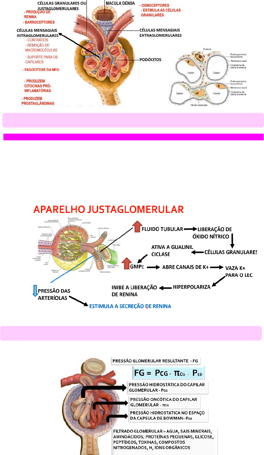 Histologia Do Aparelho Justaglomerular Sistema Renal Histologia