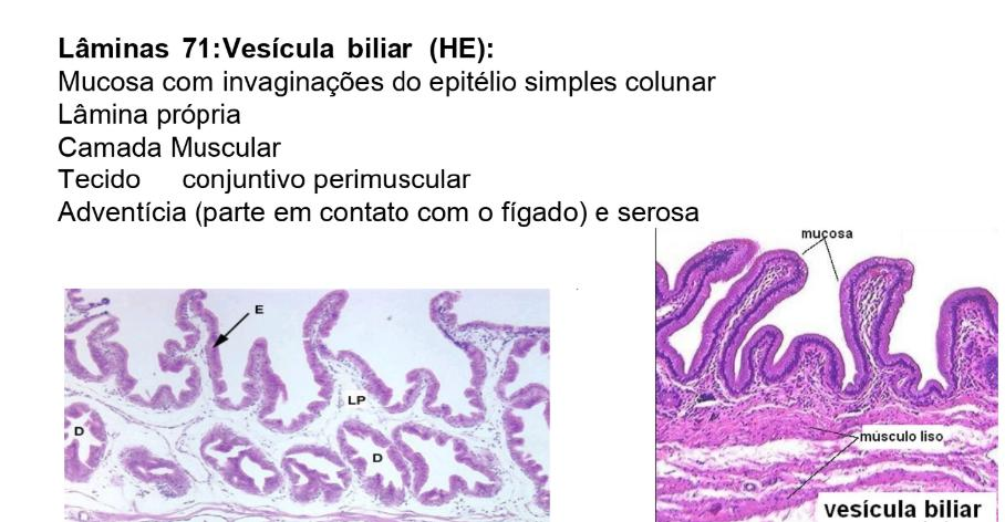 Camadas Da Vesicula Biliar