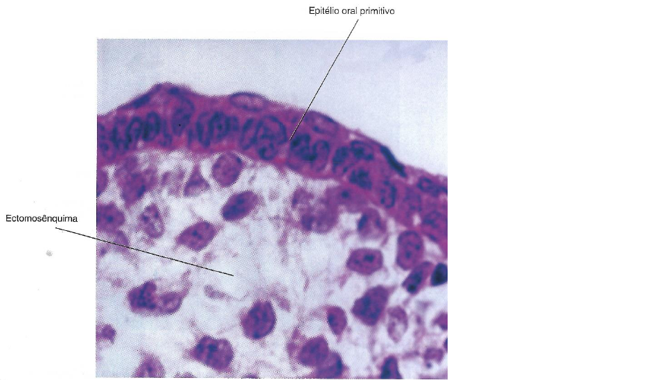 REVISÃO - MUCOSA ORAL - Histologia Oral