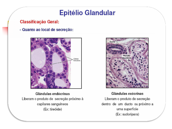 Histologia Do Epitelio Glandular Tejido Epitelial Glandular Endócrino