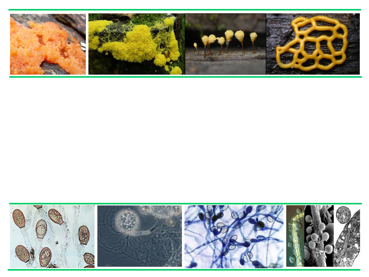 Fungos Gelatinosos FunGOS E LIquEnS