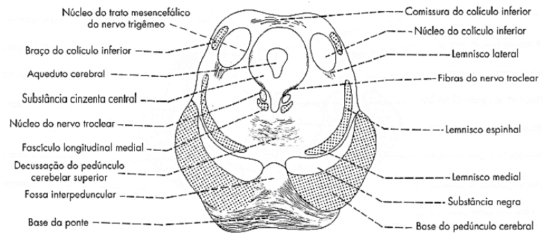 Rato Coliculo Inferior Introdução à Anatomia Humana 3D Biosphera