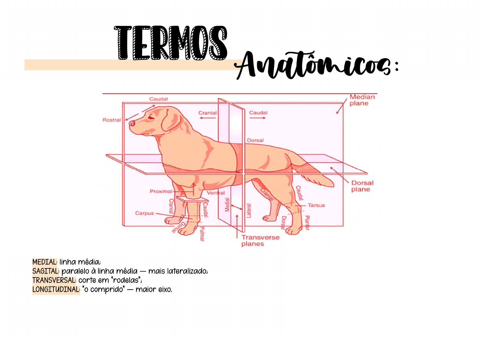 TERMOS ANATÔMICOS - Anatomia Descritiva