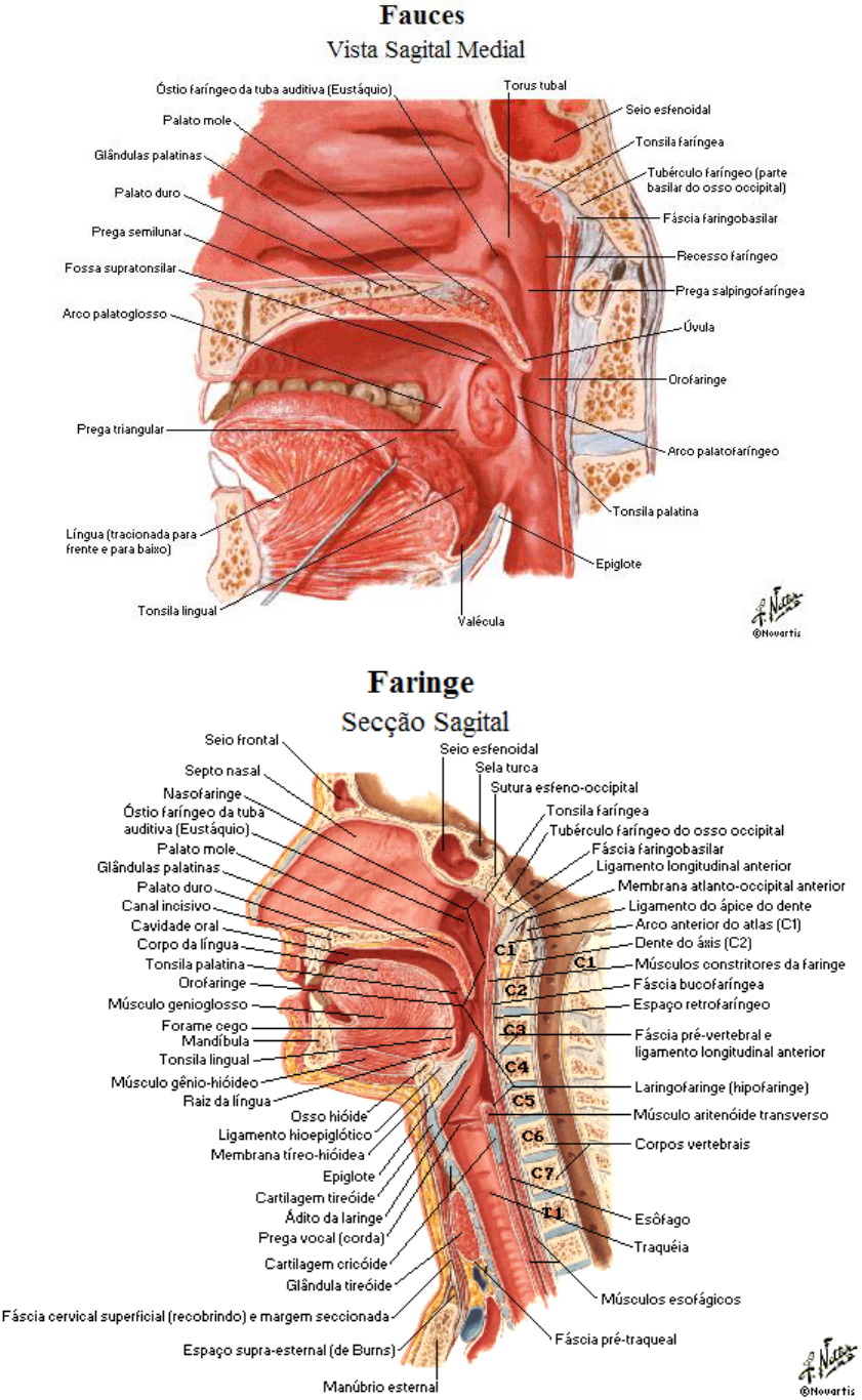 Apostila 1 Sistema Digestório (1) - Anatomia Humana I