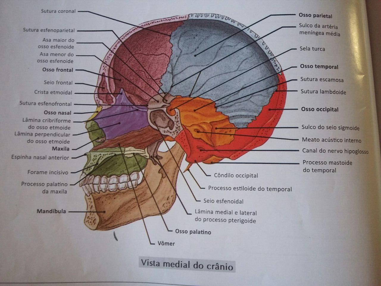 Ossos da Cabeça e da Face Humana - Anatomia I