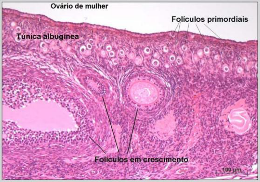 Histologia Do Ovario Ovario