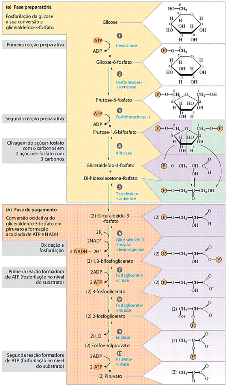 Via Da Glicogenolise Biochimica II Capitolo 15