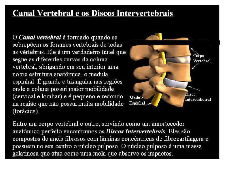AULA2-COLUNA-VERTEBRAL-2011 - Anatomia do Aparelho Locomotor