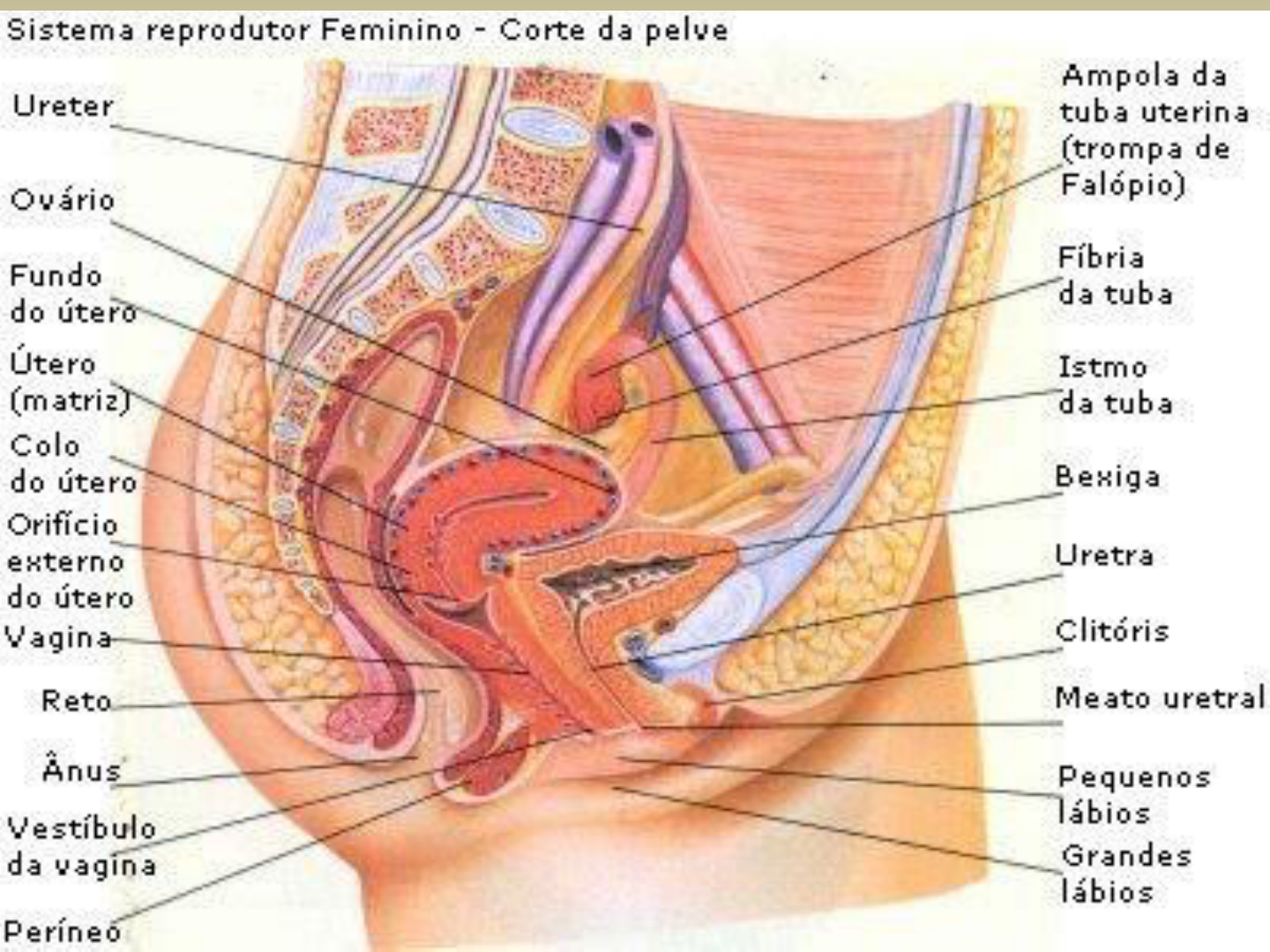 Anatomia Do Sistema Reprodutor Externo Feminino Sistema Reprodutor