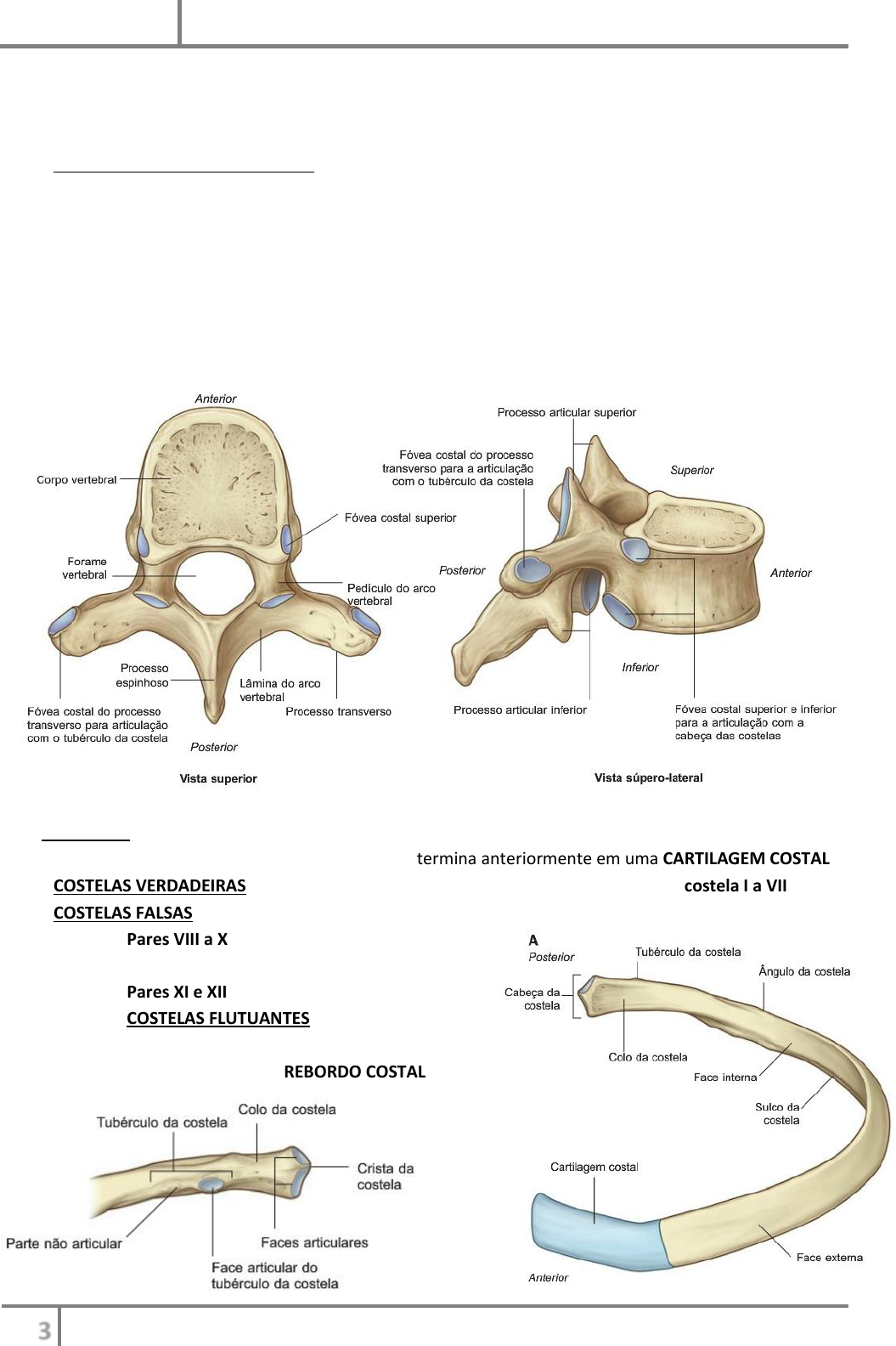 RESUMO-ANATOMIA-II-TÓRAX - Anatomia I