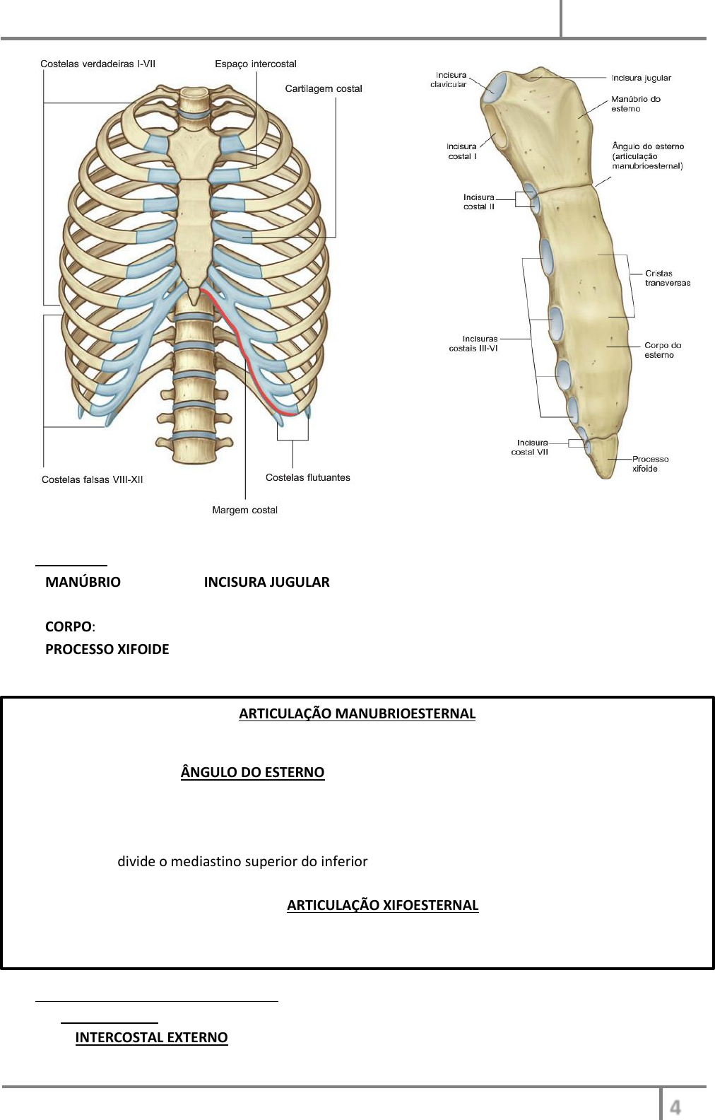 RESUMO-ANATOMIA-II-TÓRAX - Anatomia I
