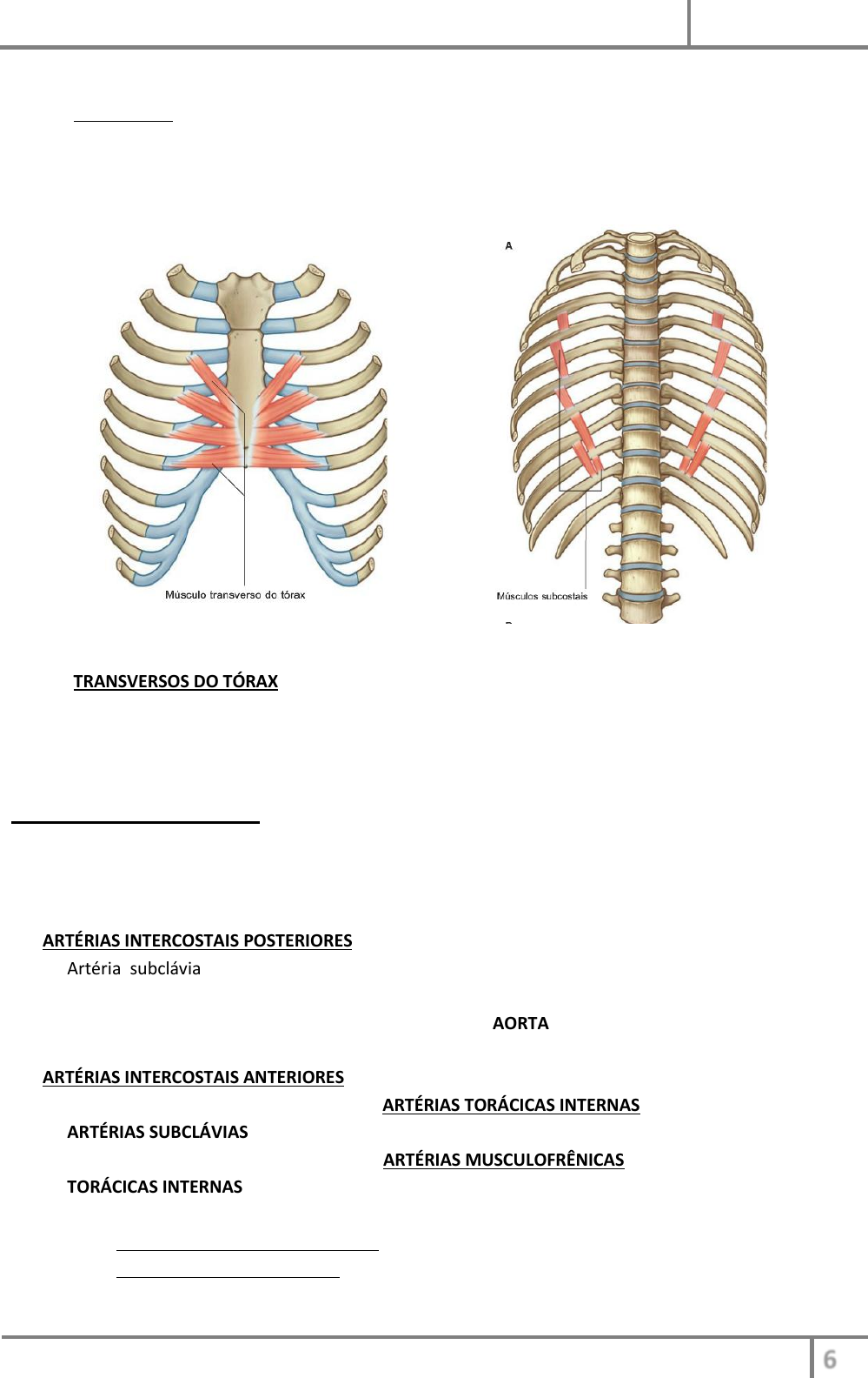 RESUMO-ANATOMIA-II-TÓRAX - Anatomia I