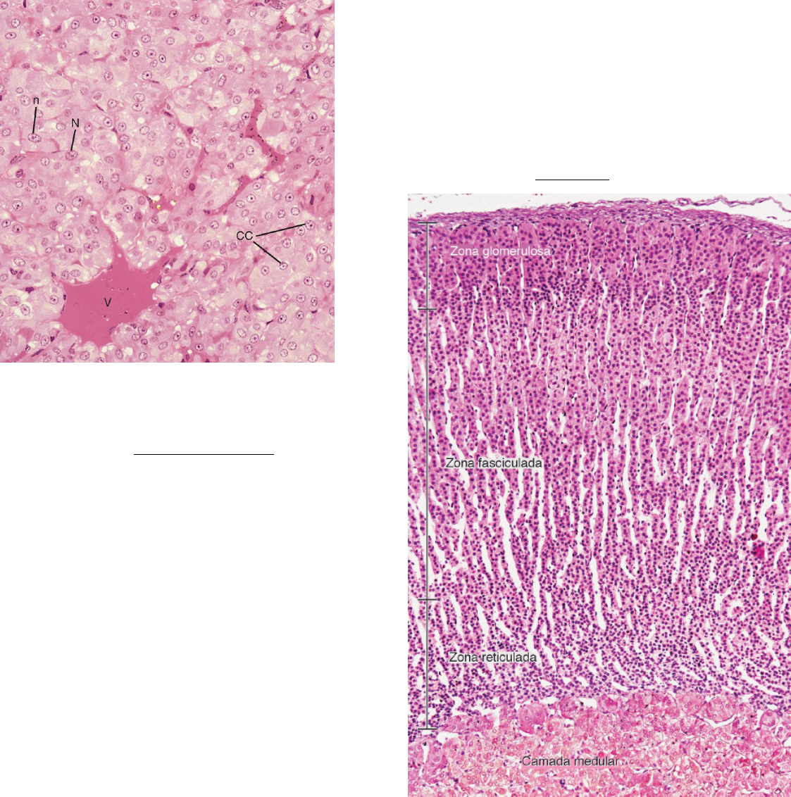 Histologia Da Zona Fasciculada Histología Del Sistema Endocrino
