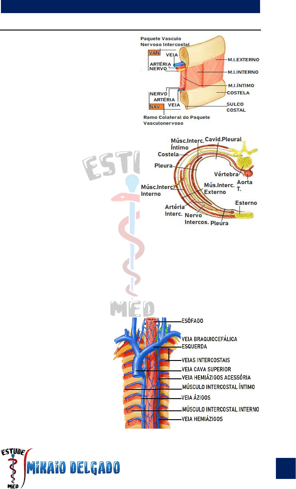 Anatomia Do Nervo Intercostal