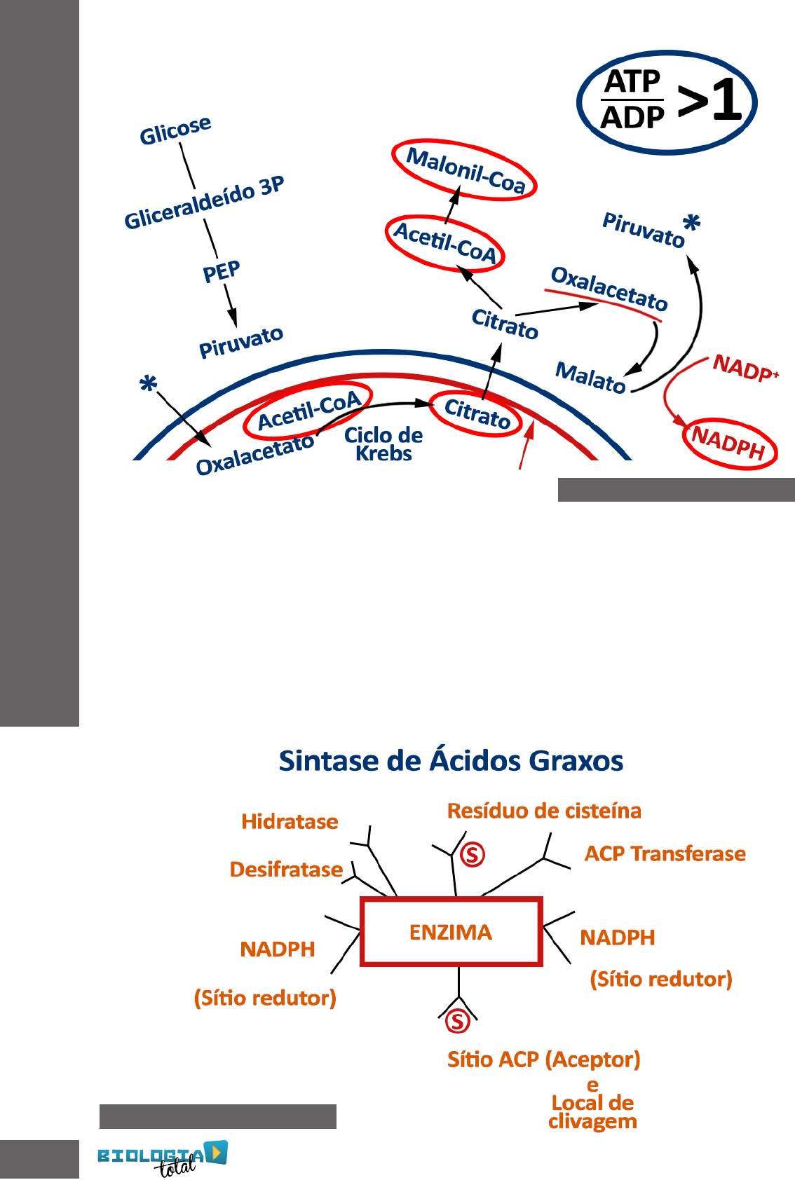 Sintese De Acidos Graxos