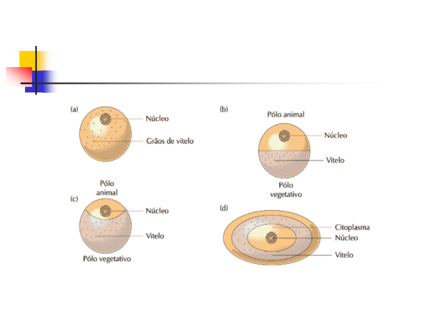 aula embriologia - Biologia