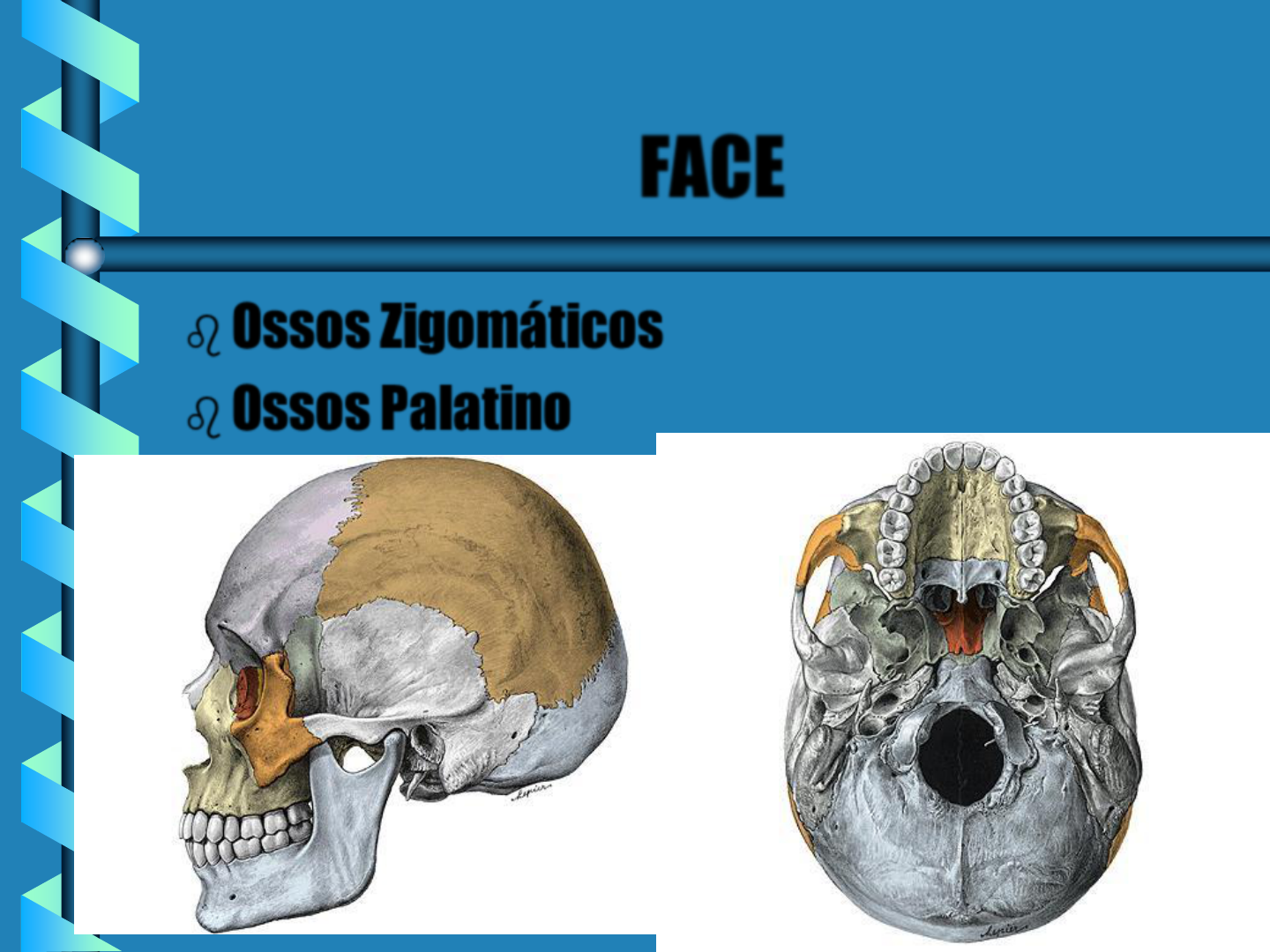 Ossos Zigomaticos Aula De Ossos Do Crânio.. Anatomia Da Cabeça E