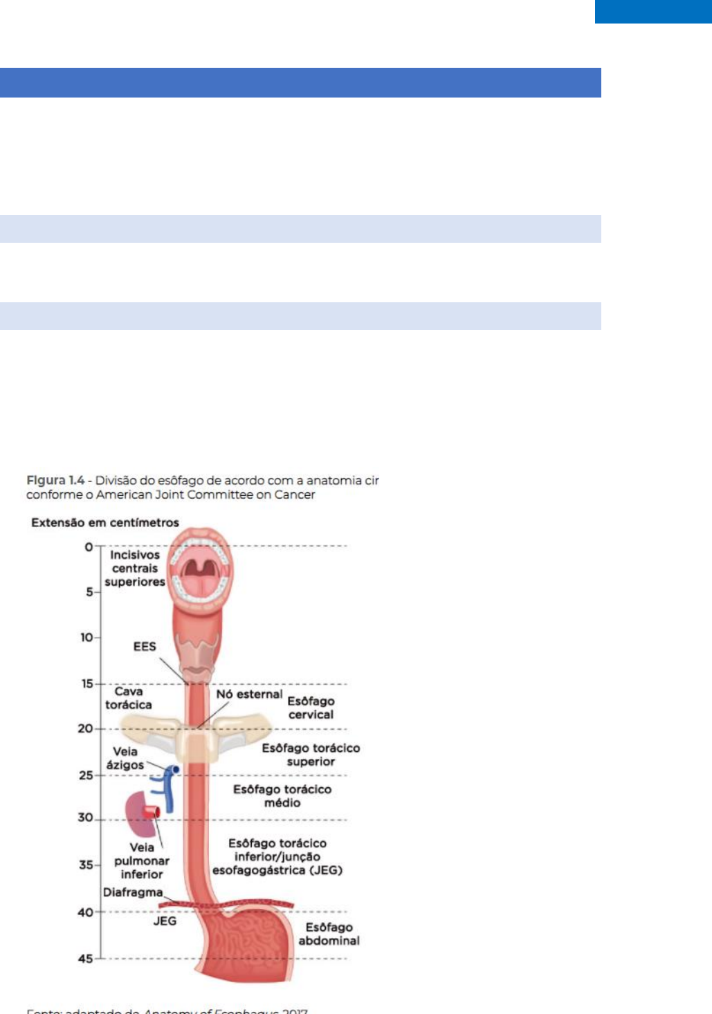 Fisiologia Do Esofago Cátedra De Fisiopatología Por El Dr. Byron