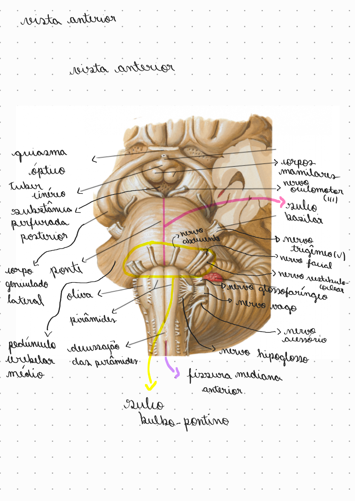 Neuroanatomia 2 - tronco encefálico - Anatomia Humana I