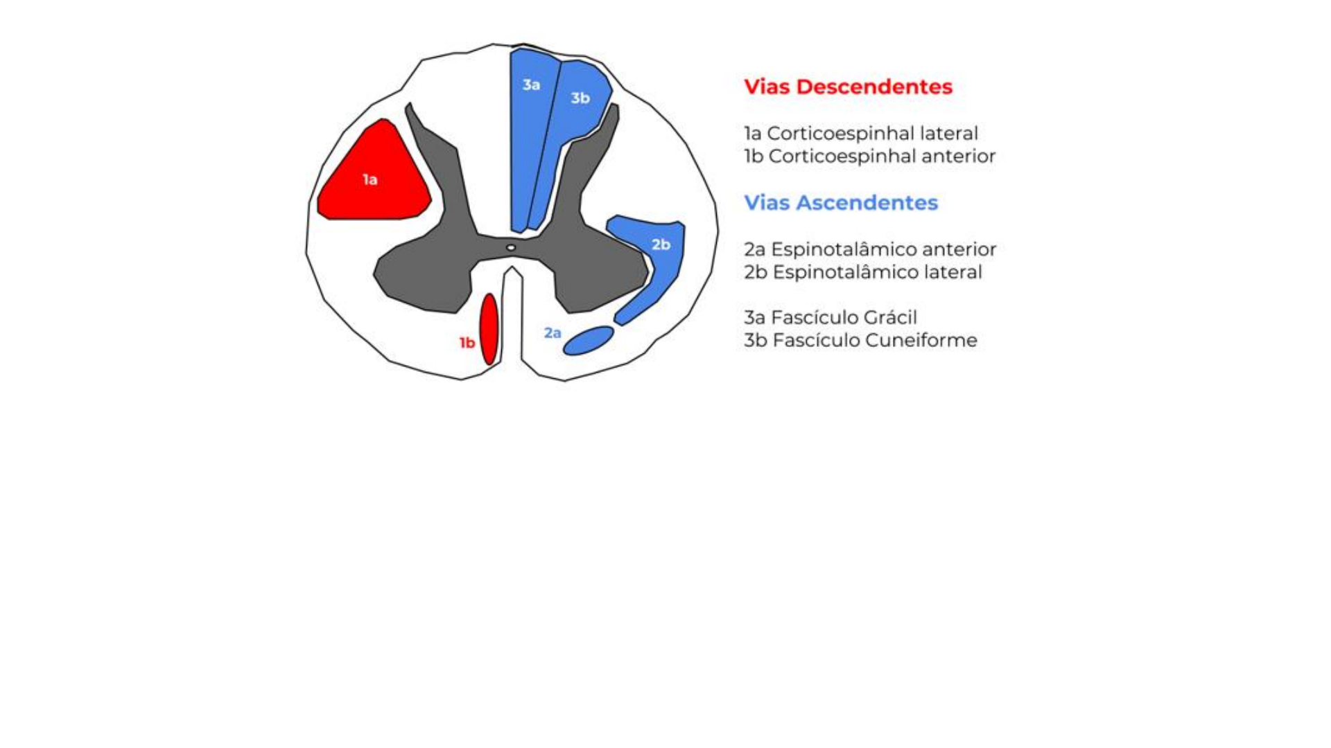 TRACTO CORTICOESPINHAL LATERAL E ANTERIOR E SUAS FUNÇÕES! PARTE