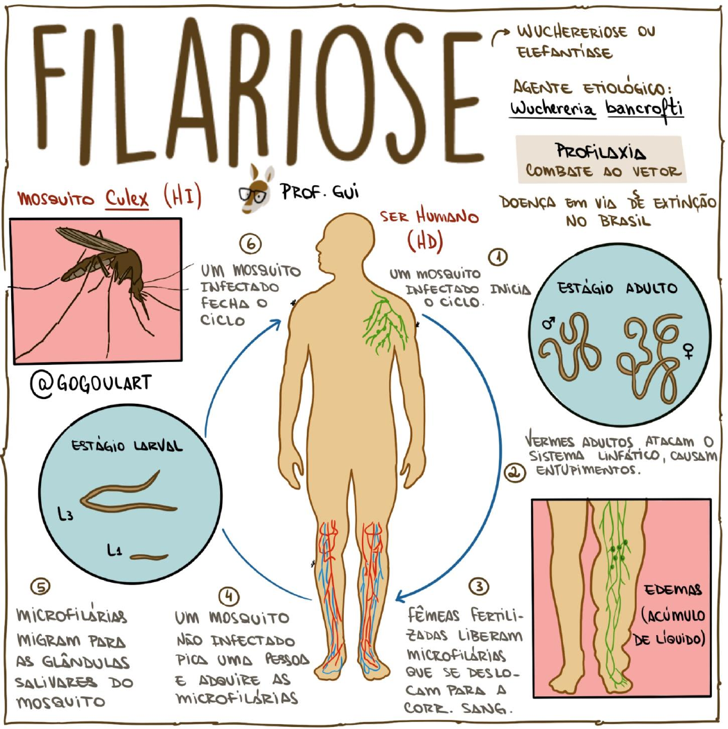 Mapa mental - 07 filariose - Biologia