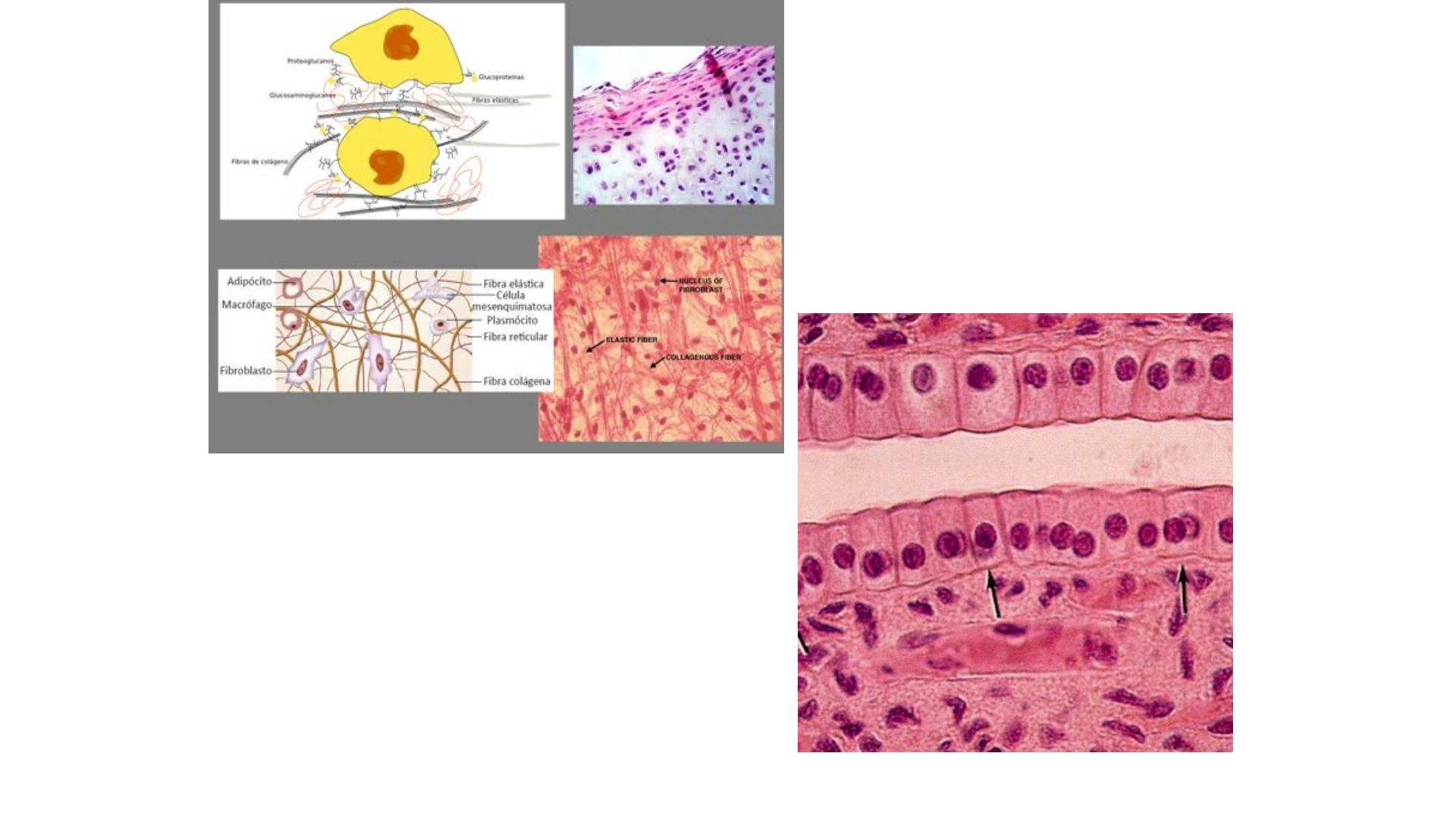 imagens histologia - Histologia Geral