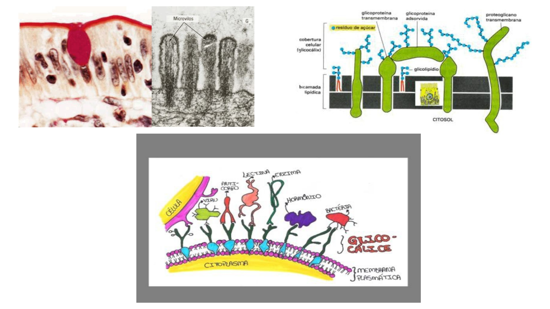 imagens histologia - Histologia Geral
