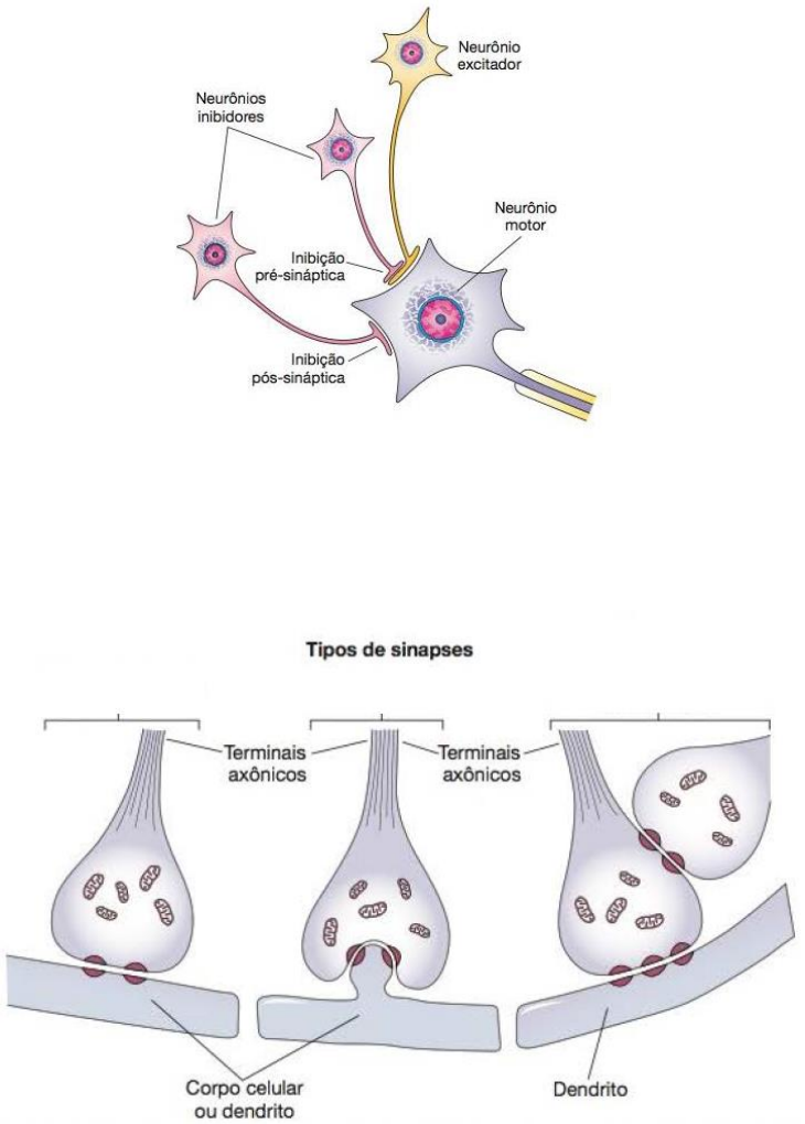 ESTUDO DIRIGIDO SISTEMA NERVOSO - Biologia Celular