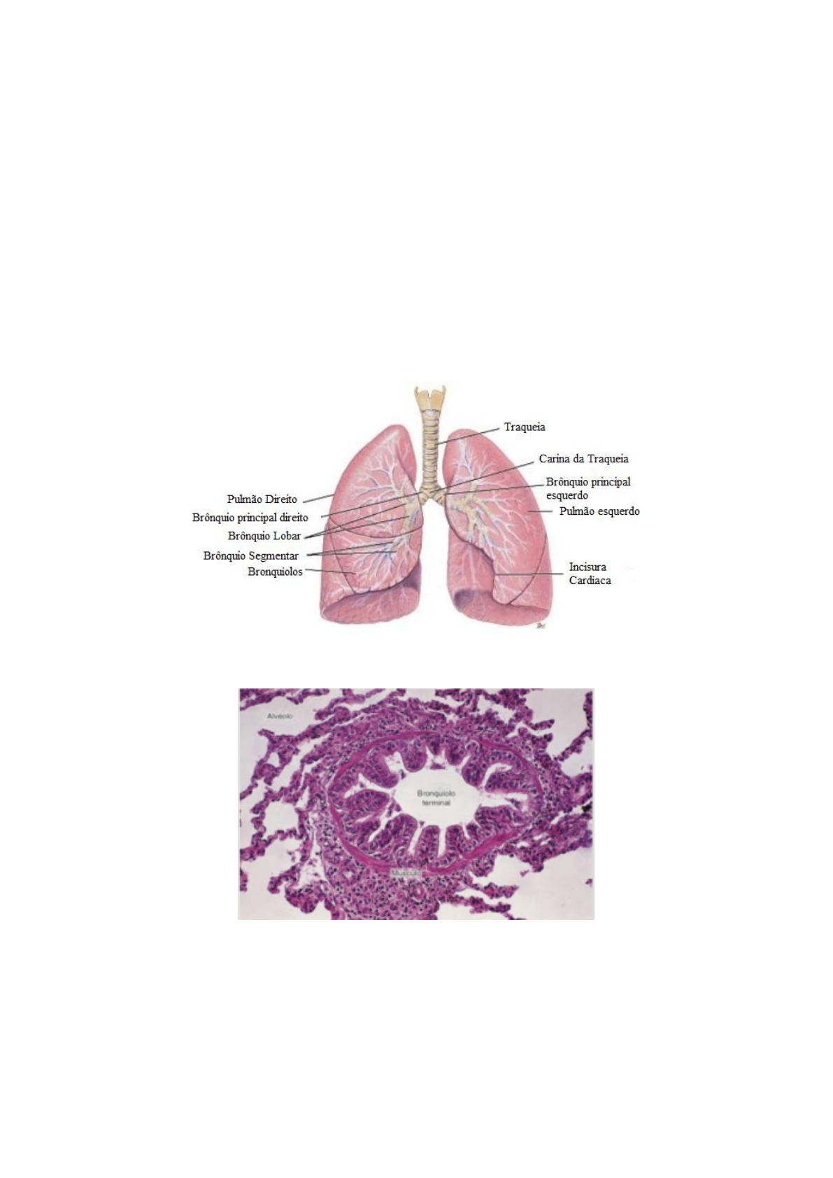 Histologia Do Tecido Pulmonar Alveolos