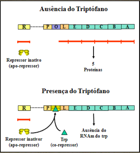 Operon Triptofano