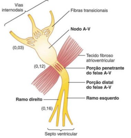 Tutoria 4 fisiologia - Fisiologia I