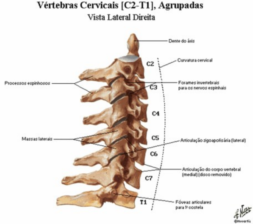 Trabalho Anat Muscolo - Anatomia Músculo Esquelético