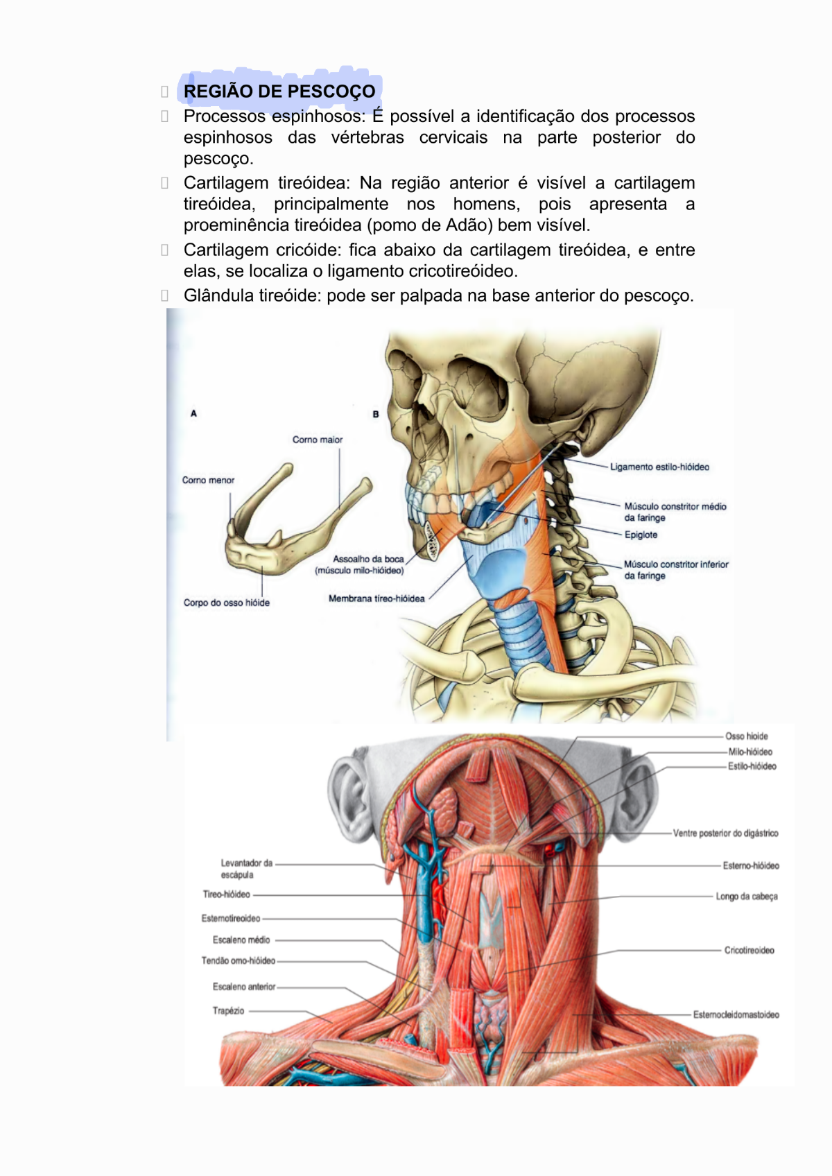 Cabeça E Pescoço Anatomia - BINKEDU