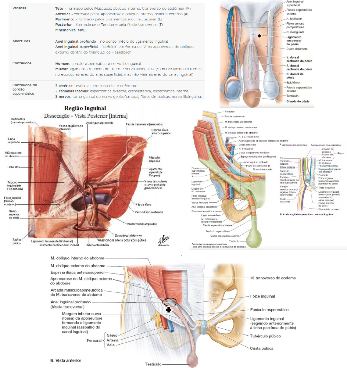 Anatomia Do Canal Inguinal Ppt The Cyst Of The Canal Of Nuck: Anatomy,