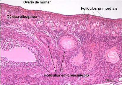 Resumo Embriologia Folículos Ovarianos - Histologia e Embriolo