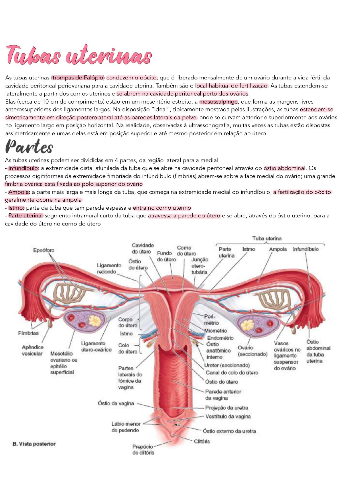 Diagrama De Orgaos Internos Mulher Gráfico De Educação Médica De